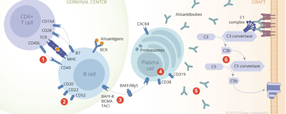 Transplant Immune Regulation and Tolerance Lab (TIRTL) | Duke ...